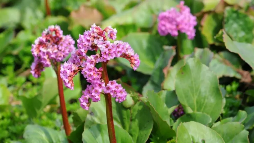 Hardiness Zone 3 - Best Plants to Grow in Your Garden - The Patio Garden